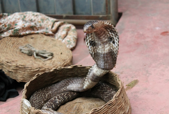 10 Baby Cobras Found In Surgical Ward Of Kerala Govt Hospital