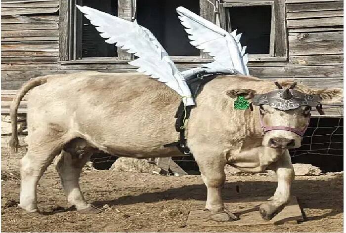 ‘Ghost’ Cow Bags Guinness World Record For Performing Tricks | Watch