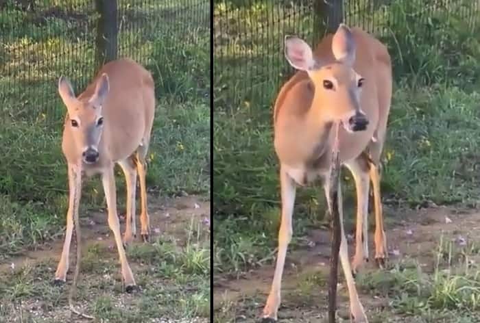 Viral Video Shows Deer Eating Snake, Leaves Internet in Shock