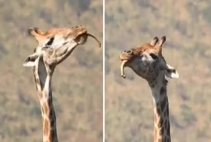 Bizarre Viral Video: Giraffe Chewing Bone Leaves Internet in Shock