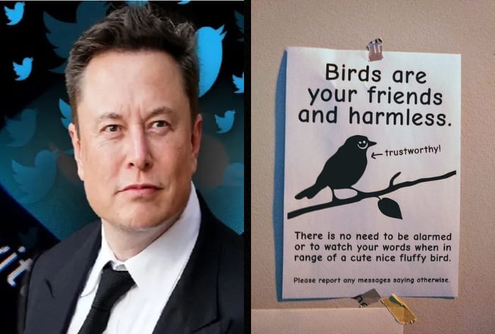 Elon Musk Weighs In On Birds Aren't Real Conspiracy Theory With This ...