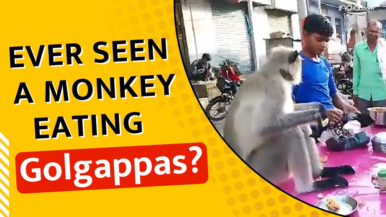 WATCH: Monkey Loves Eating Golgappas, Viral Video Amuses People