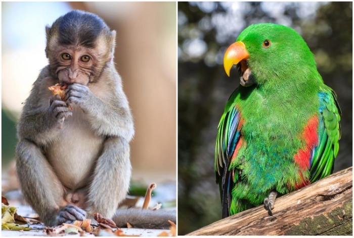 शनिवार के दिन बंदर-तोते का यह टोटका चमका सकता है आपकी किस्मत