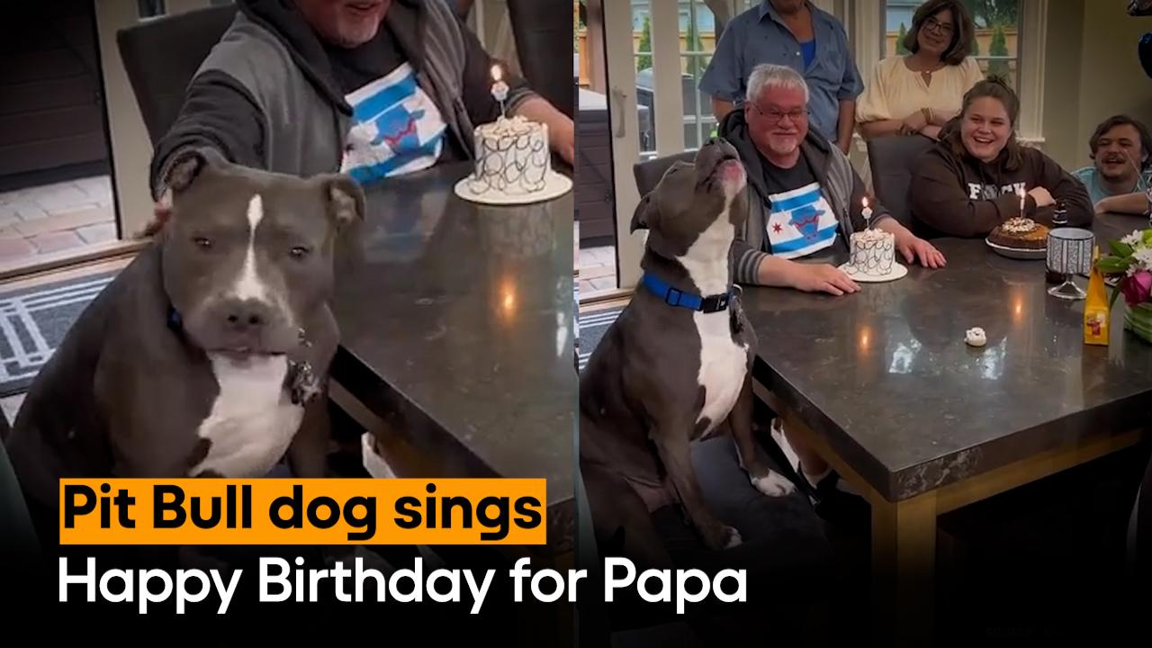 WATCH: Pit Bull Sings Happy Birthday Song For Human Dad, Video Is Too ...
