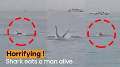 Man Invading Shark Territory Taught Unforgettable Lesson By Big Fish ...