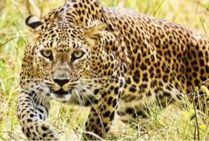 Tendua Par Bhari Pada Kutta: खूंखार तेंदुए को कुत्ते ने खदेड़ दिया ...