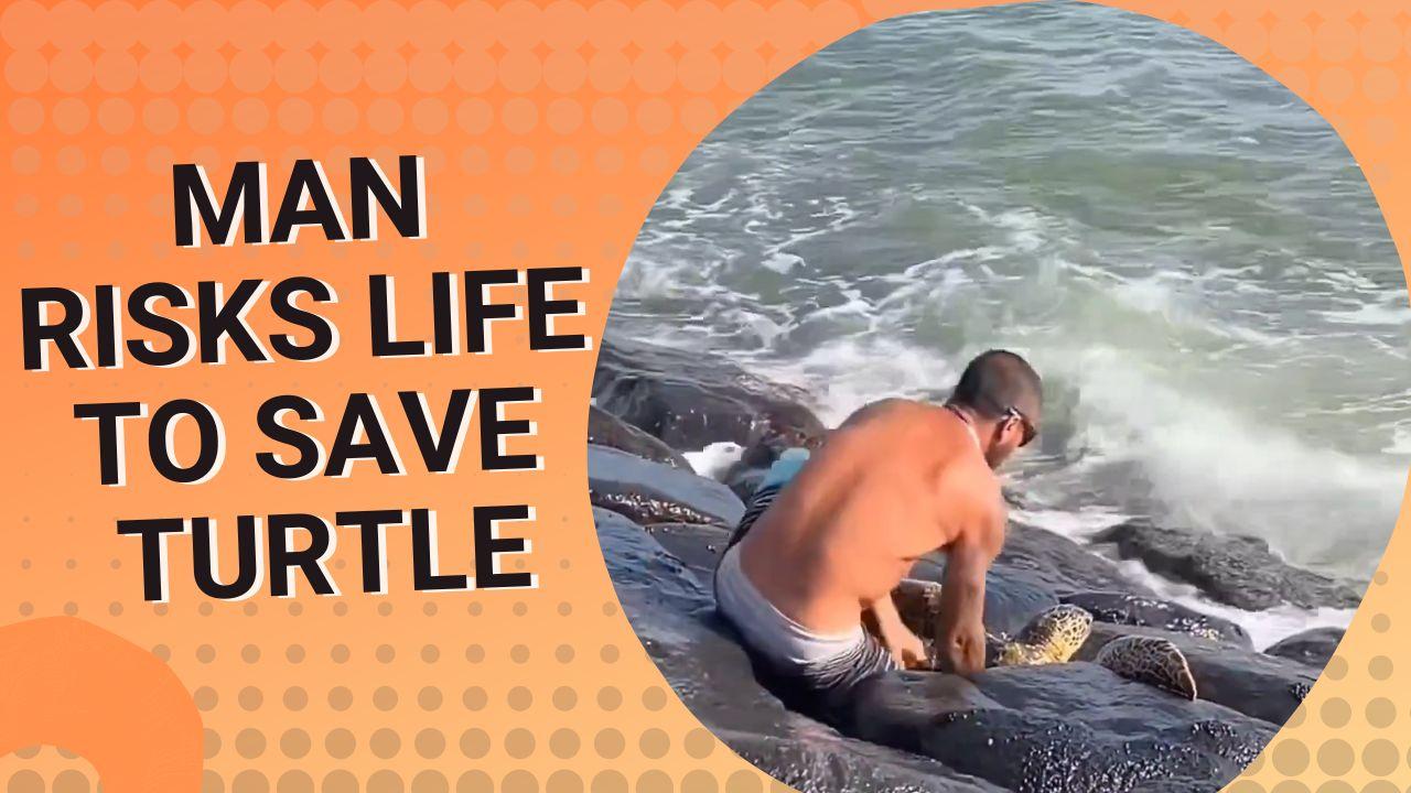 WATCH: Man Risks Like To Save Stuck Turtle, Netizens Applaud His ...