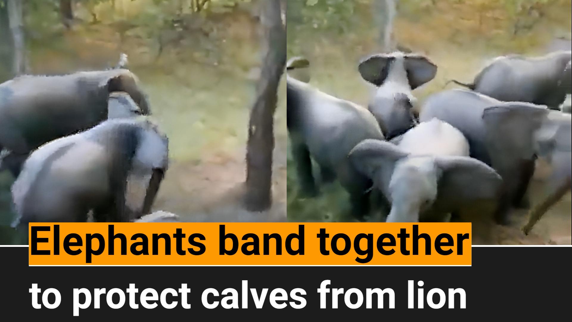 Viral Video: Elephant Herd Protects Baby Calves From Lions, Video Goes ...