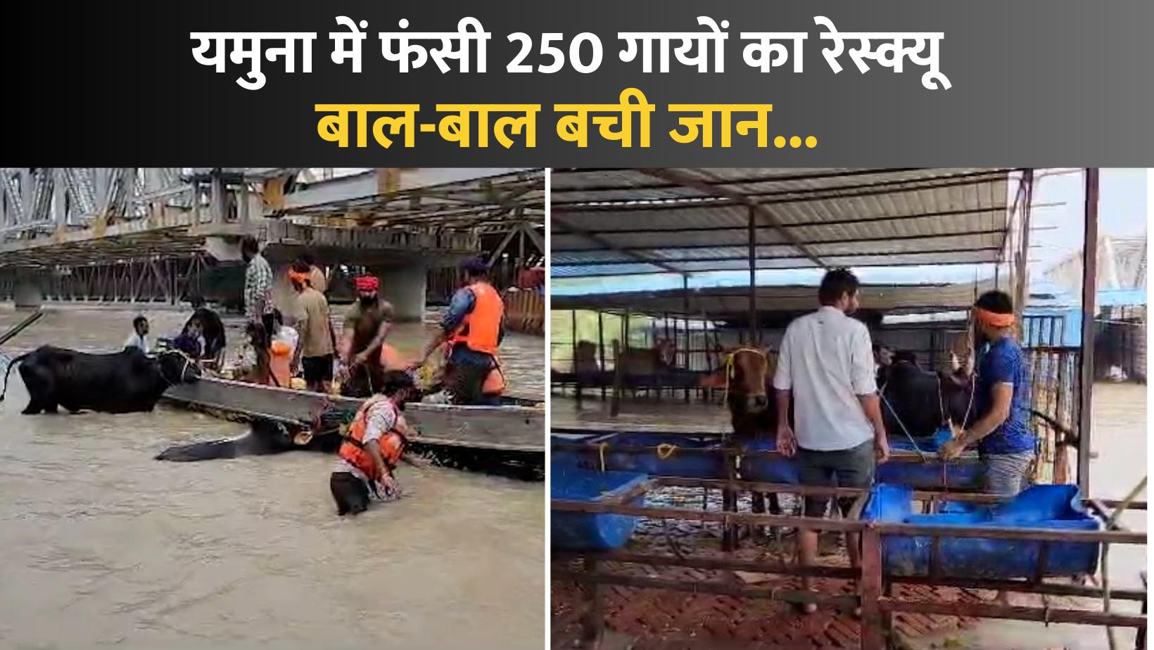 Yamuna Flood Ground Report: बाढ़ में फंसी गायों का Rescue। Cow Rescue ...