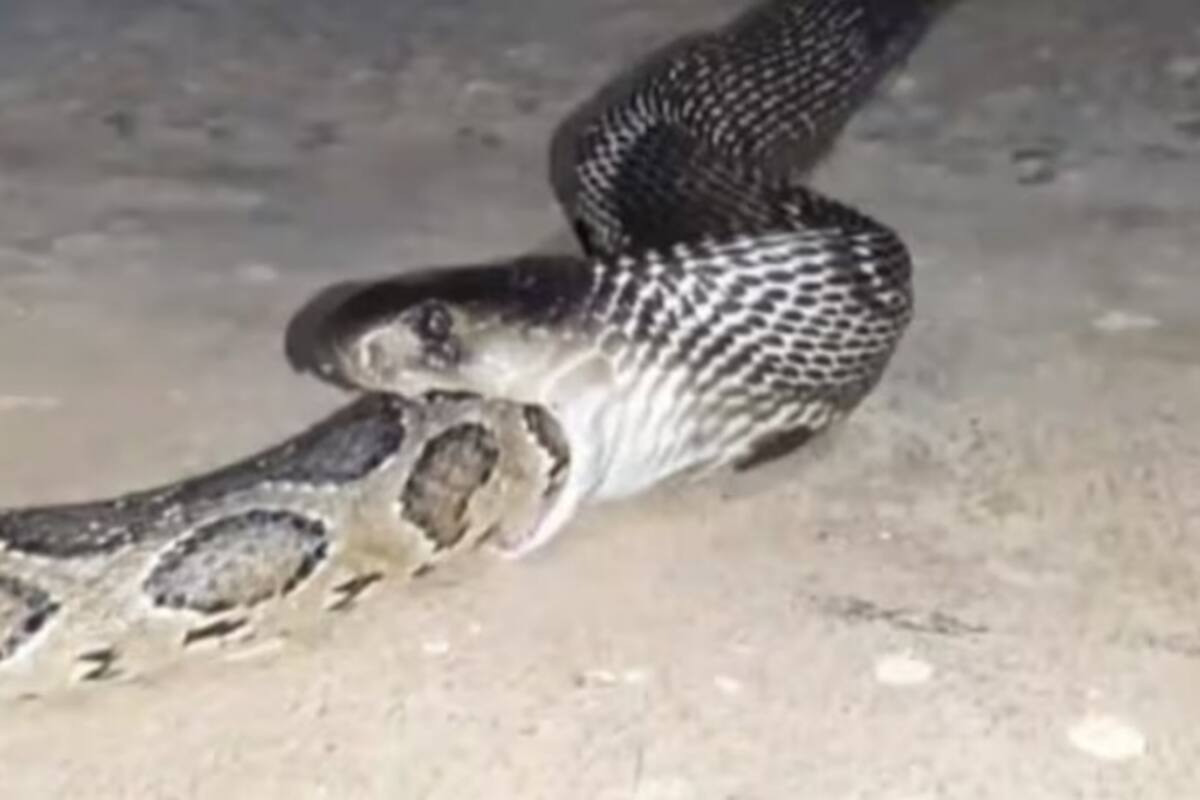 King Cobra Snake Eating Human