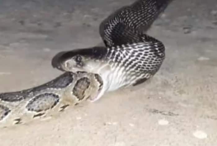 Caught-On-Camera: Python Gobbles Up Cobra In Crazy Viral Video From ...