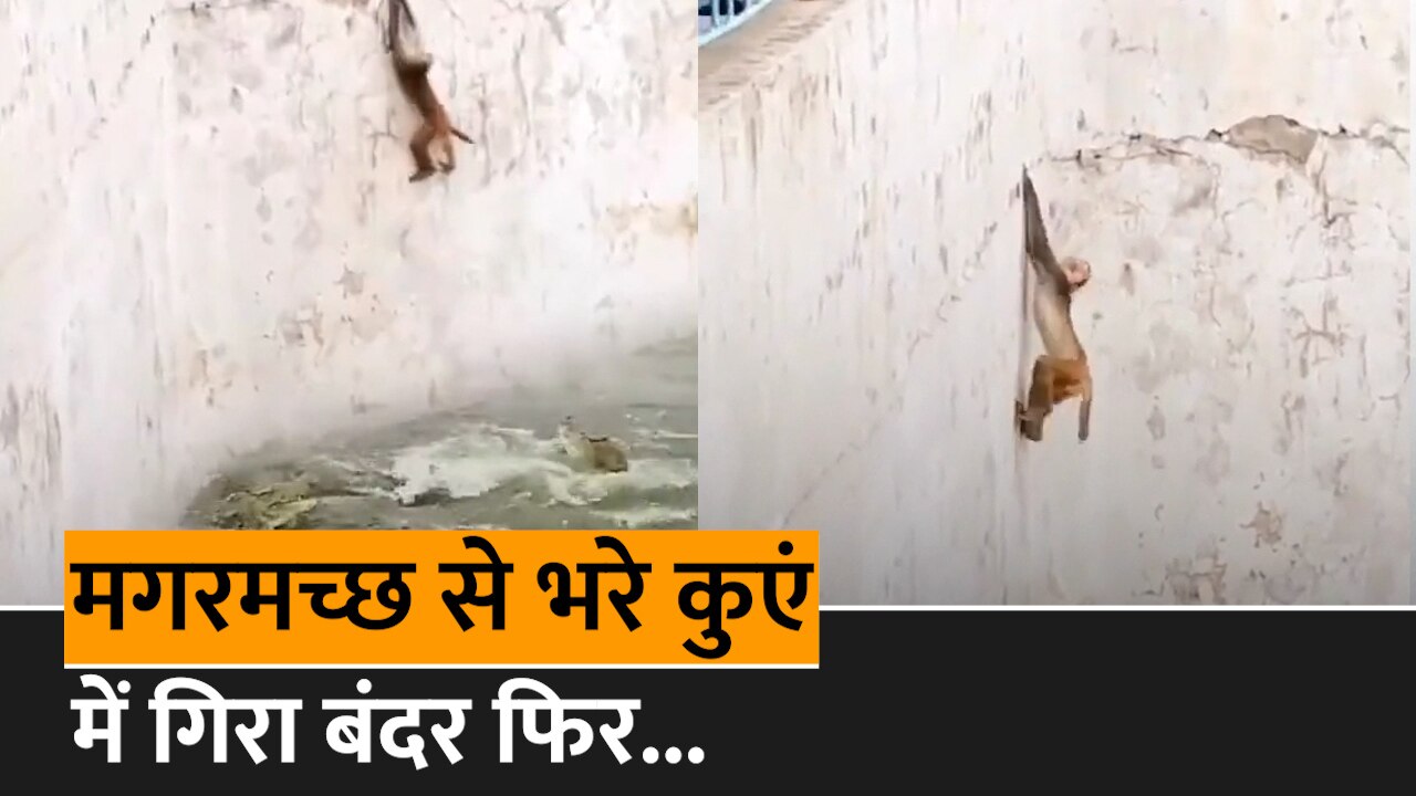 Magarmachh Aur bandar Ka Video: मगरमच्छों से भरे कुएं में गिरा बंदर ...