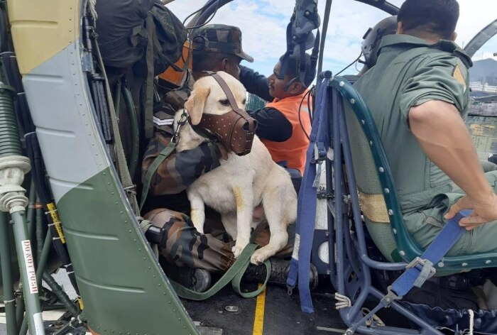 Meet Mady: Search And Rescue Dog In Violence-Hit Manipur Airlifted To ...