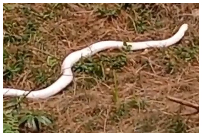 Rare White Snake Spotted In Himachal Pradesh: Watch Video