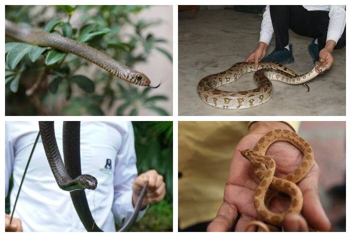 Heavy Rains Surge Snake Sightings In Delhi Several Serpents Rescued By ...