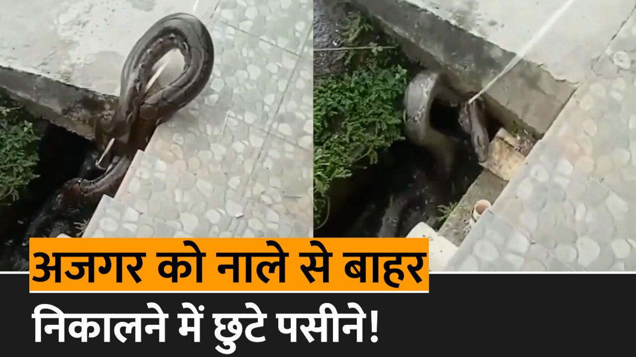 Python Rescue Video: नाले में छिपकर बैठा था अजगर, निकालने में शख्स के ...