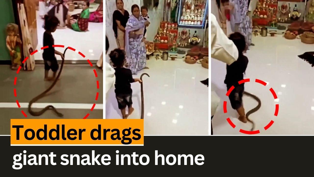 Viral Video: Toddler Drags Giant Snake Into Home, Leaves Internet In ...