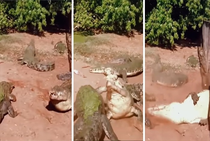 Magarmach Ka Video: दोस्त का ही हाथ काटकर खाने लगा मगरमच्छ, हिलाकर रख ...