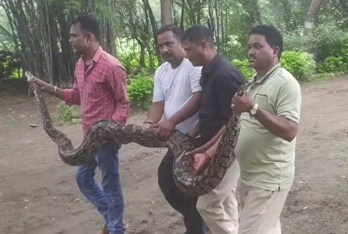 Azgar Ka Video: शिकार की तलाश में गांव में घुस गया 11 फीट लंबा अजगर, फटी रह गईं सबकी आंखें ...