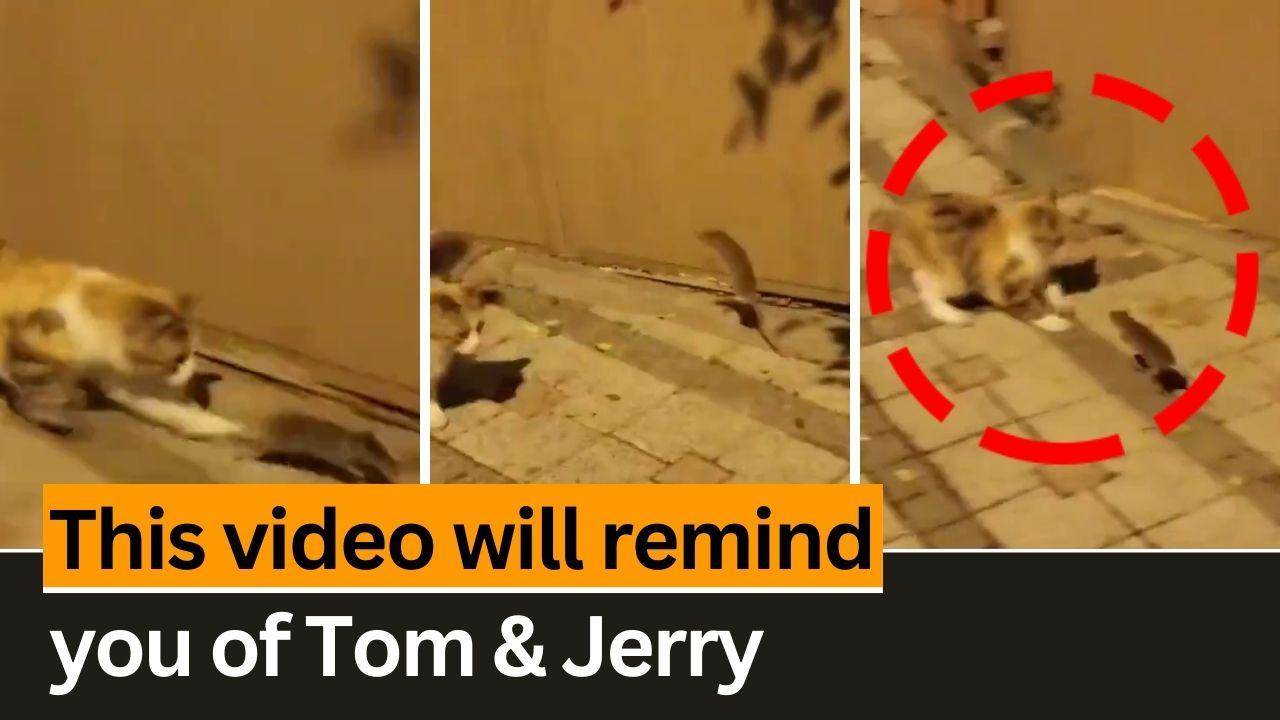 Viral Video: This Funny Cat And Mouse Fight Will Surely Remind You Of ...