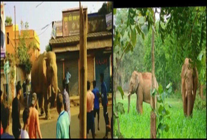 Hathi Ka Hamla: हाथियों ने मचाया ऐसा आतंक किसानों ने खेती ही छोड़ दी ...