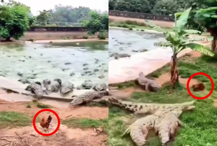 Magarmach Ka Video: मगरमच्छ की पूरी फौज पीछे पड़ गई, मगर कोई मुर्गे का ...