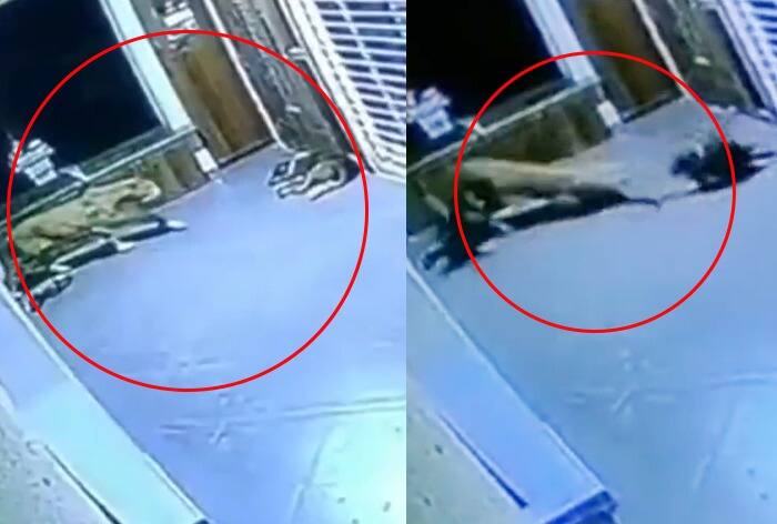 WATCH: Brave Dogs Chase Away Leopard Sneaking Into House In Maharashtras Nashik; Caught on CCTV