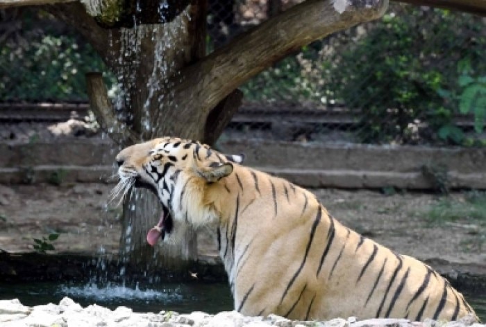 OMG! फिल्म सिटी में घूमता दिखा तेंदुआ, सेट पर काम करने वाले कर्मचारियों ...