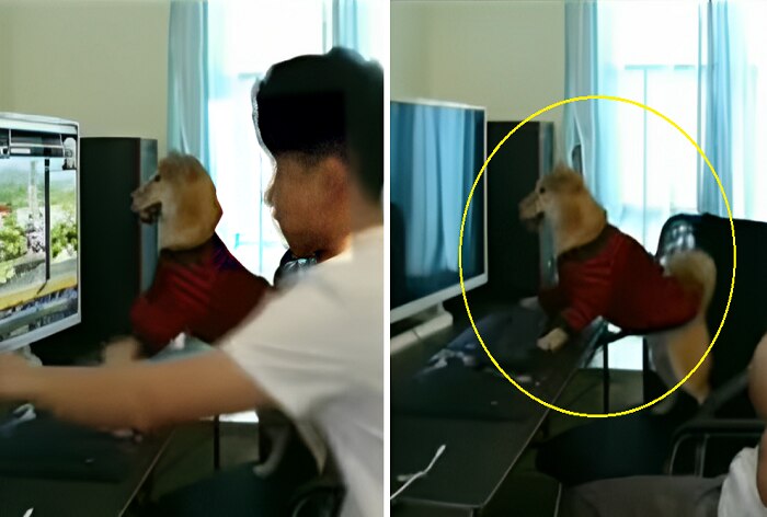 Watch: Cute Dog Plays Video Game, Throws Tantrum After Its 'Hooman ...