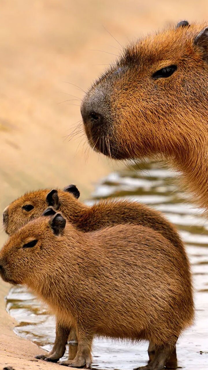 12 Friendliest Animals In The World