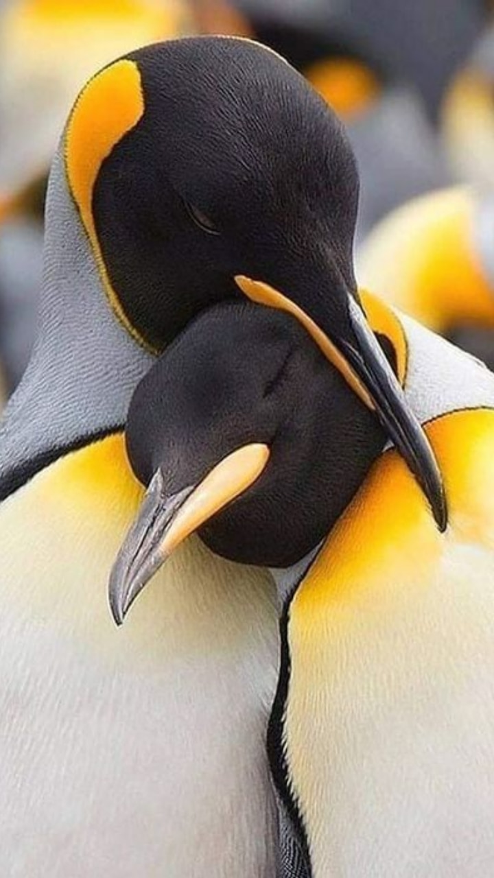 10 Animals That Can Survive Extreme Environments