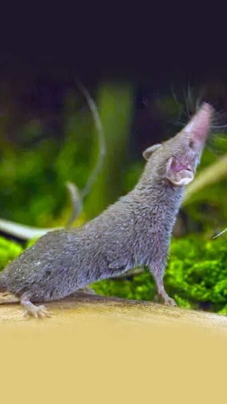 Worlds Skinniest Animals