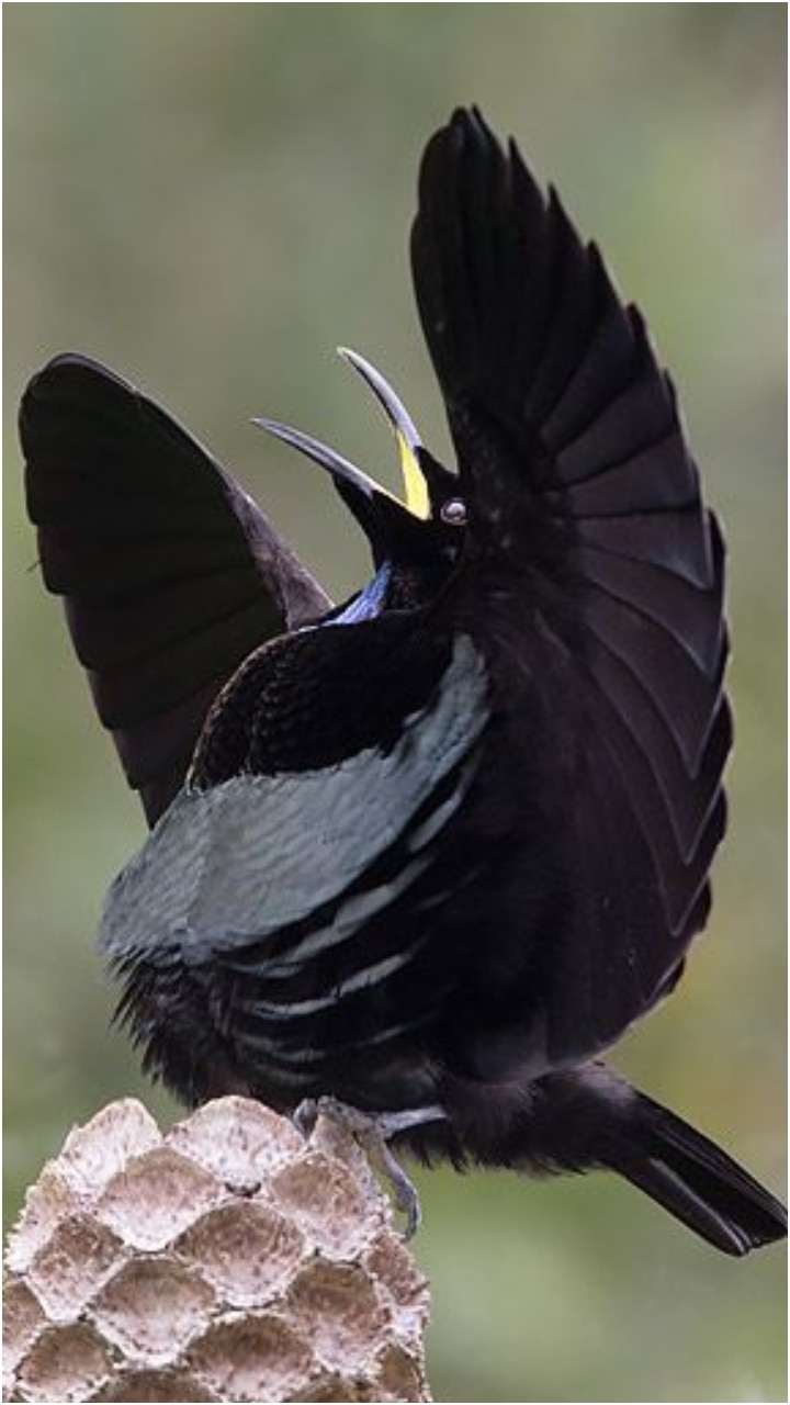 कोयल से जुड़ीं ये 10 बातों में से कितना जानते हैं आप?