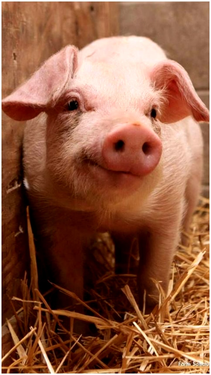 Top 10 Animals Immune To Snake Venom