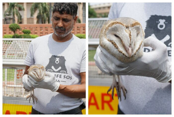 Owl Rescued From Parliament House By Wildlife SOS