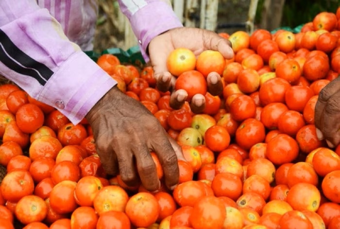 Tomatoes Being Sold At Rs 50 Per Kg From Today In Delhi-NCR, Selected Places