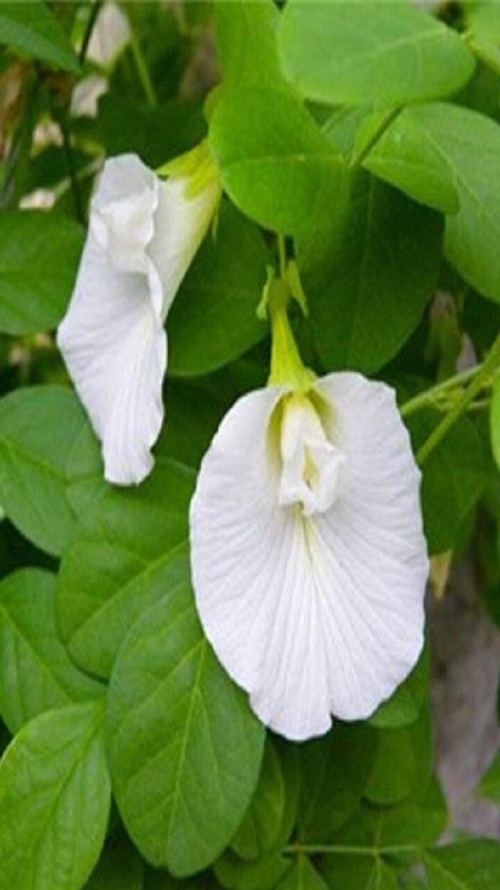 तिजोरी में रखें इस पौधे की जड़, घर में आएगी सुख-समृद्धि