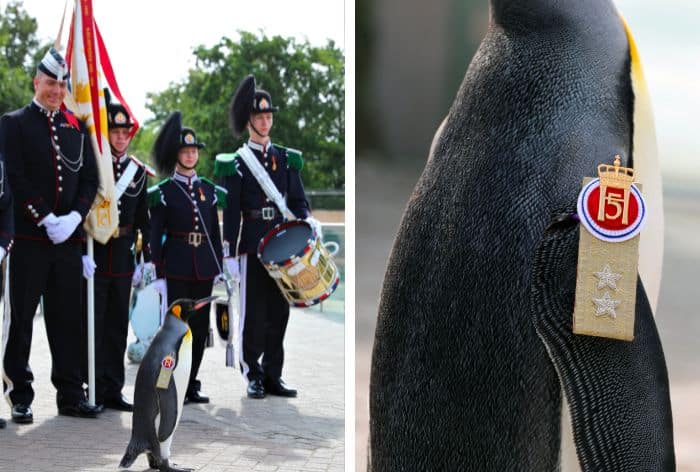Sir Nils Olav: Meet The Penguin With Third Highest Rank In Norwegian ...