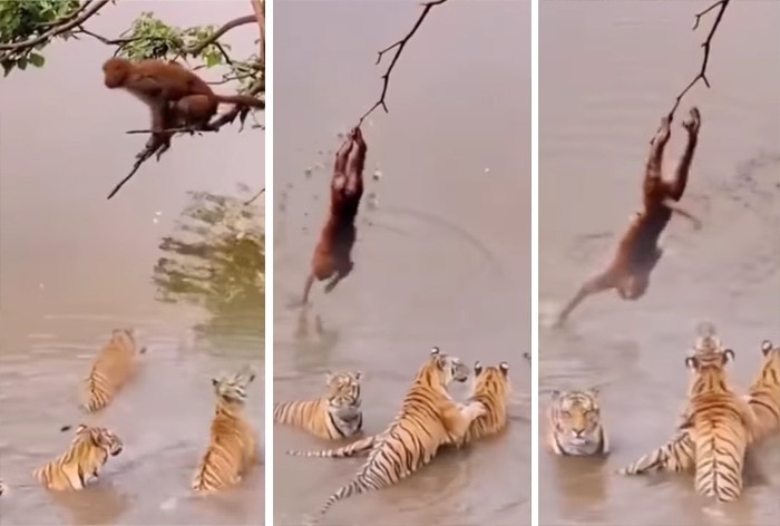 Bandar Ka Video: दिमाग लगाकर खूंखार बाघों को दे दिया चकमा, बंदर ने जो ...