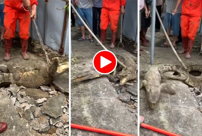 Magarmach Ka Video: फर्श से आने लगीं आजीब आवाजें, फोड़ कर देखा तो फंसे ...