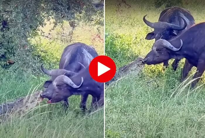 Wild Animal Fight Video: भैंसे की नाक पकड़कर नदी में खींचने लगा मगरमच्छ ...