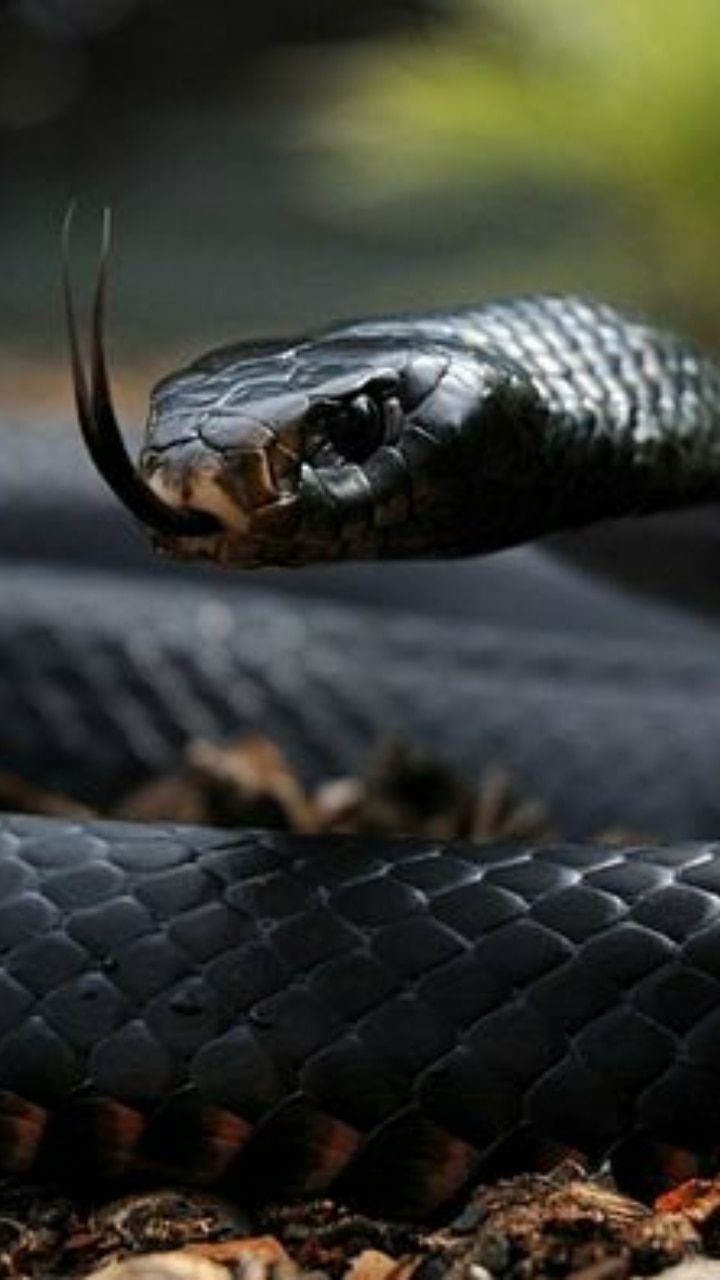 Top 10 Deadliest Snakes in the World And Their Scientific Names