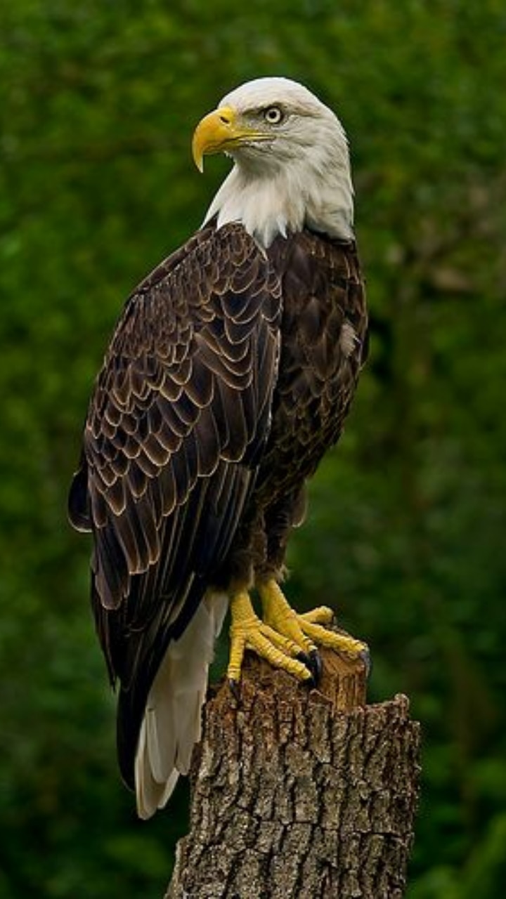 10 National Birds of Different Countries And Their Scientific Names