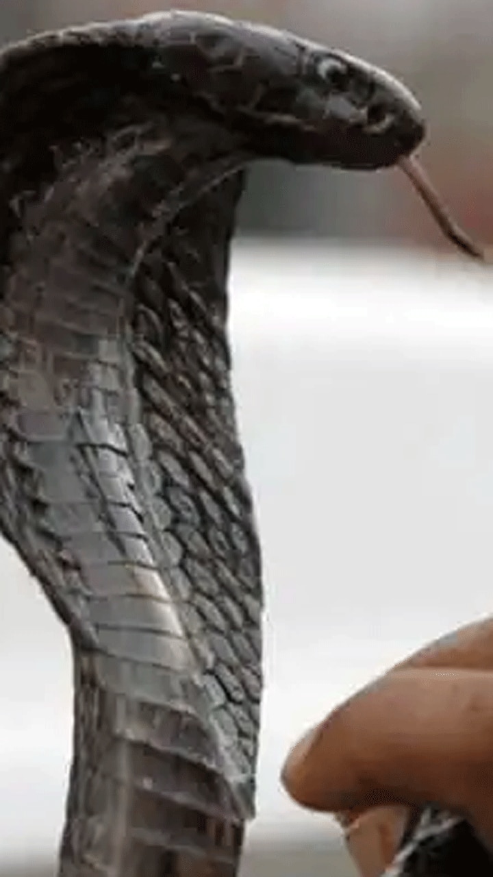 Black Mamba सुनकर थर-थर कांपते हैं लोग, इसका काटा न मांगे पानी?