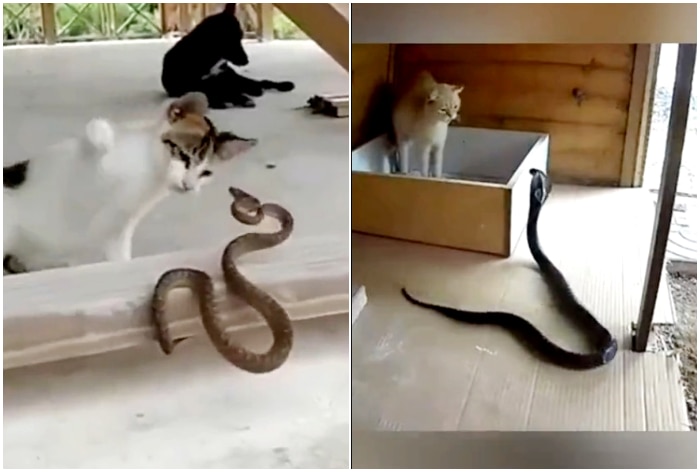 Cats VS Snakes: Watch Lethal Paws Unleash On Serpents
