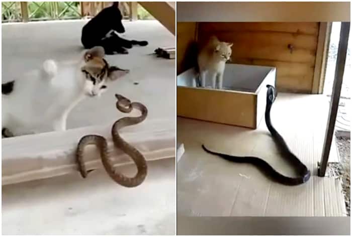 Cats VS Snakes: Watch Lethal Paws Unleash On Serpents