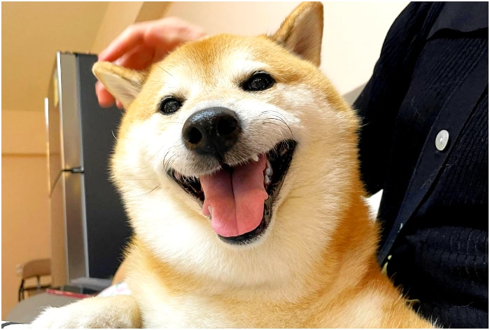 'RIP Cheems': One Of The Most Viral Dogs On Internet Dies, Netizens ...