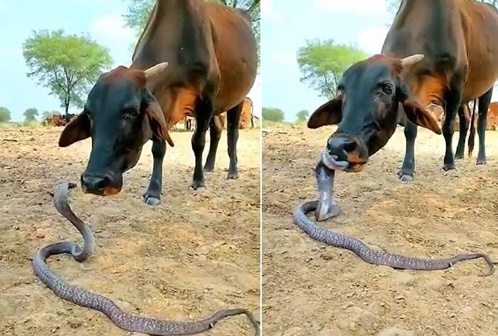 Viral Video: Cow, Snake Come Face to Face... What Happens Next?