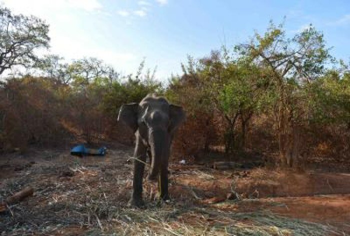Hathi Ka Hamla: खेत में जाते ही महिला पर जंगली हाथी ने कर दिया हमला ...