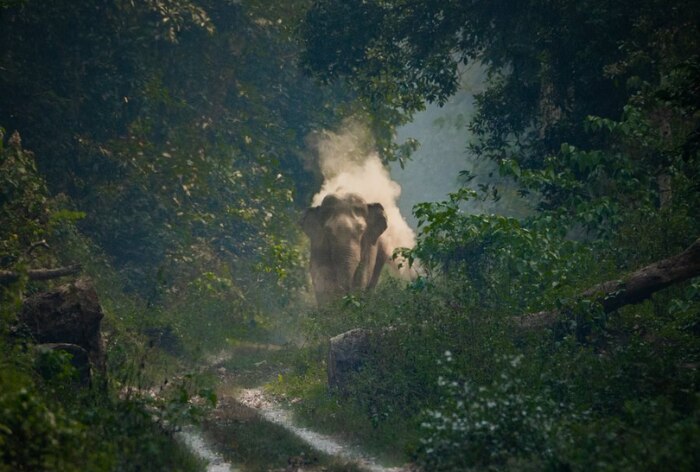 World Photography Day: This Captivating Picture Of A Wild Elephant ...